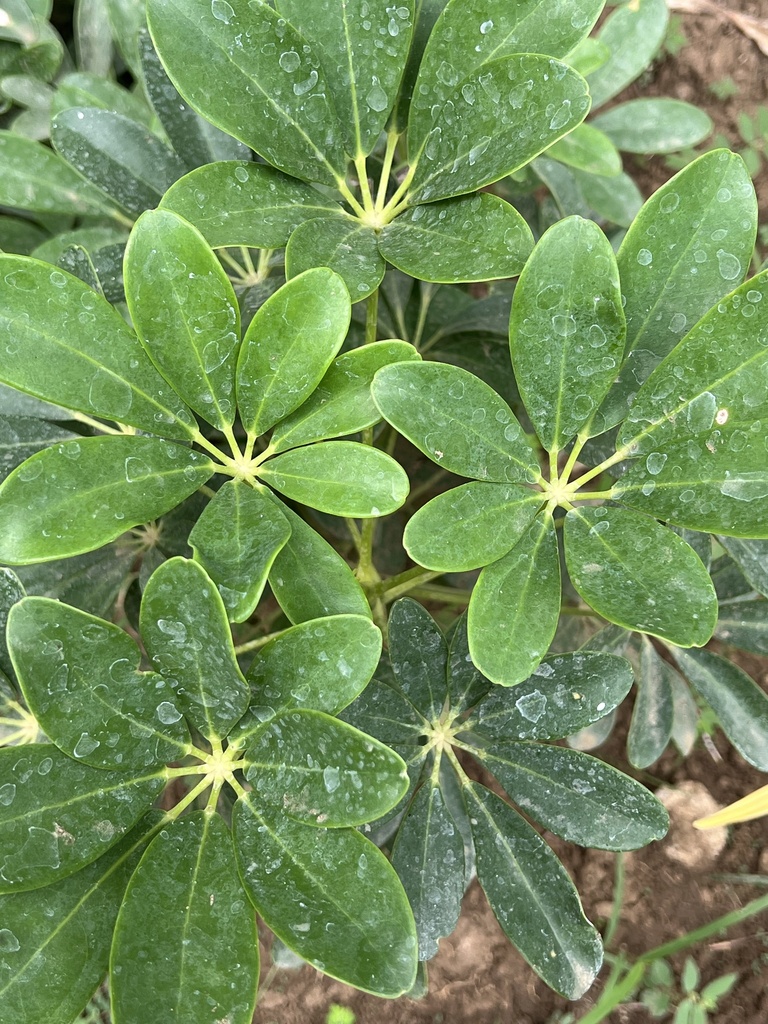 Miniature umbrella tree from The University of Mindanao, Davao City ...