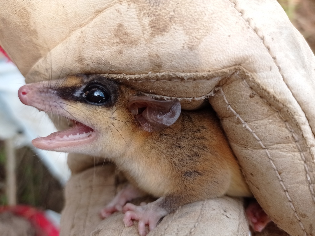 Chucha mantequera roja (Mamíferos de Cartagena de Indias) · iNaturalist