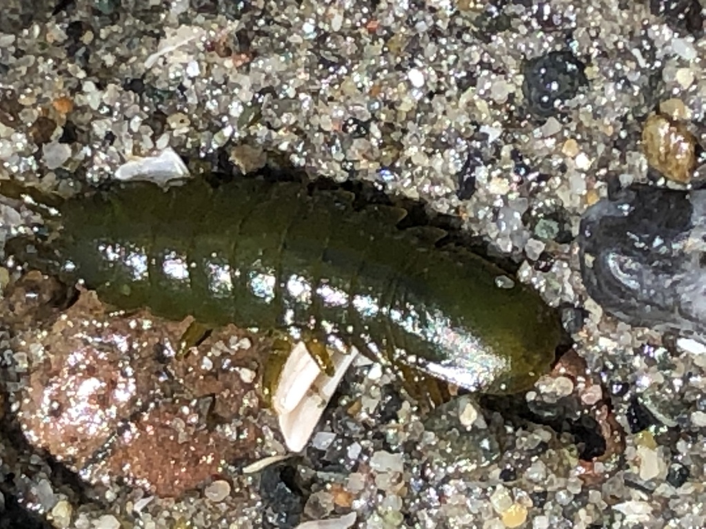 Rockweed isopod from Shilshole Bay, Seattle, WA, US on June 19, 2024 at ...