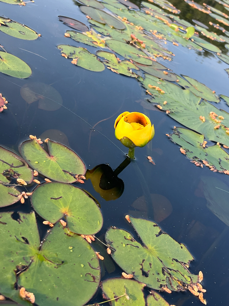 Variegated Yellow Pond-Lily from Warwick on June 17, 2024 at 06:43 PM ...