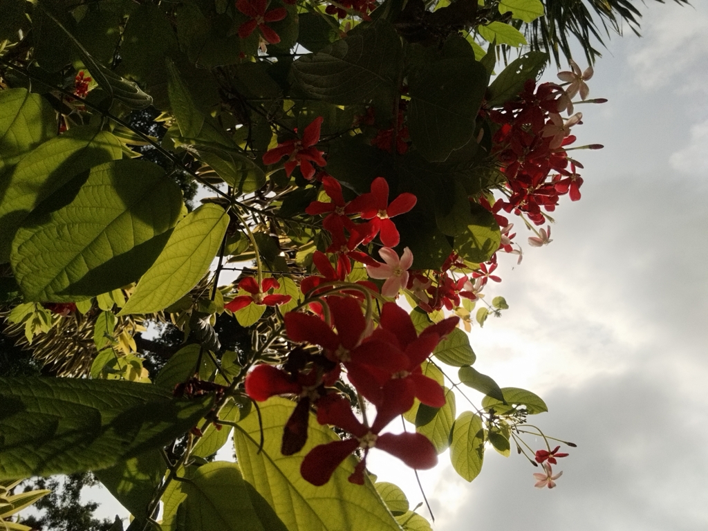 Rangoon Creeper from Mavalli, Bengaluru, Karnataka, India on June 20 ...