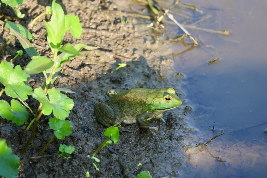 American Bullfrog in June 2024 by novah21 · iNaturalist