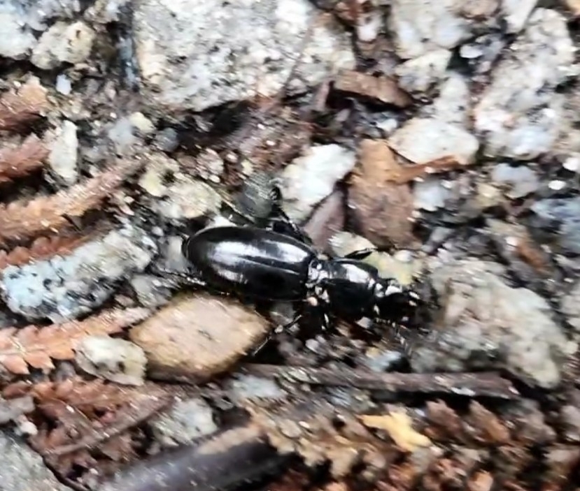 Broscinae from Kallista VIC 3791, Australia on June 20, 2024 at 04:30 ...