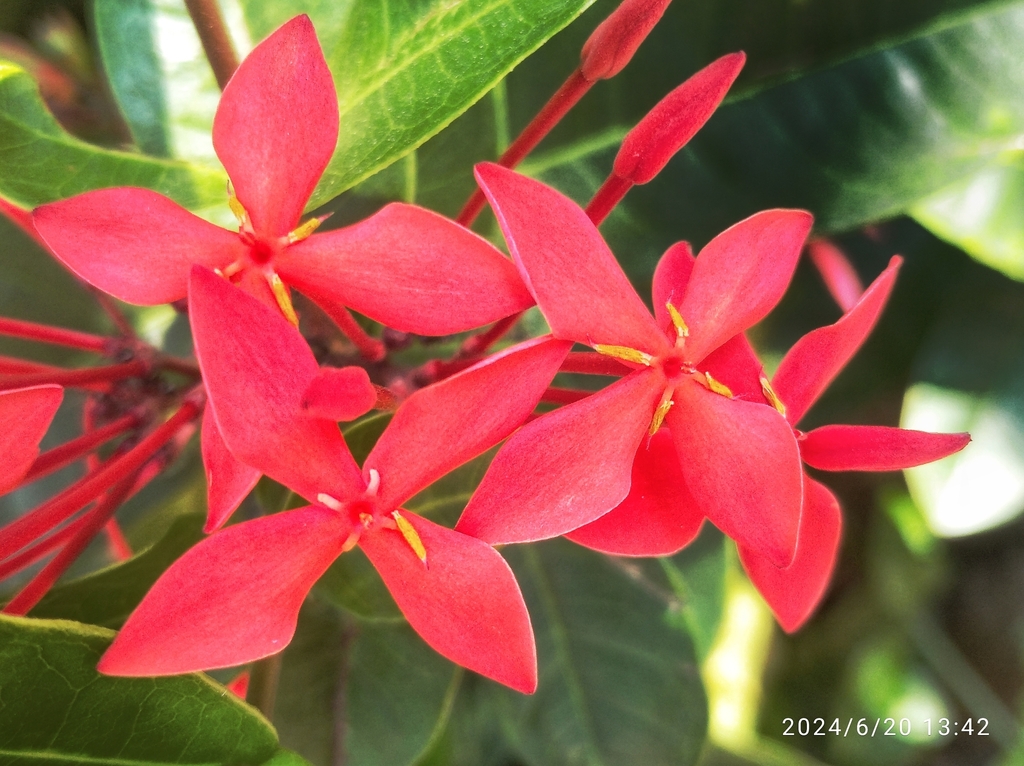 Jungle flame in June 2024 by Nadiva Balqis · iNaturalist