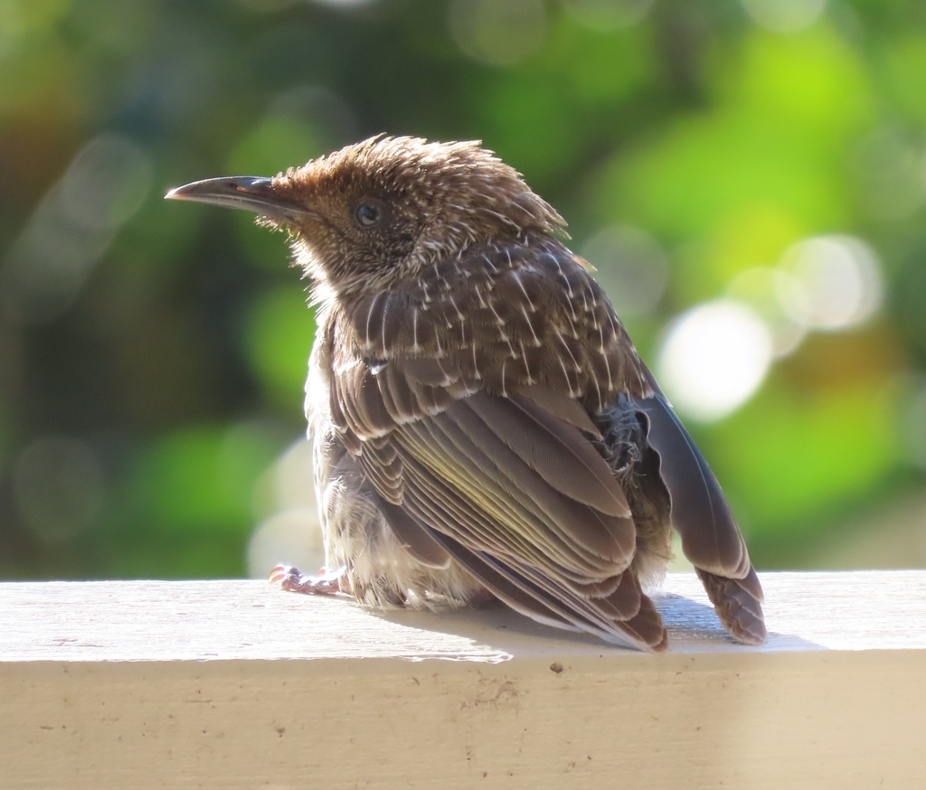 Little Wattlebird from Wallaga Lake NSW 2546, Australia on June 19 ...