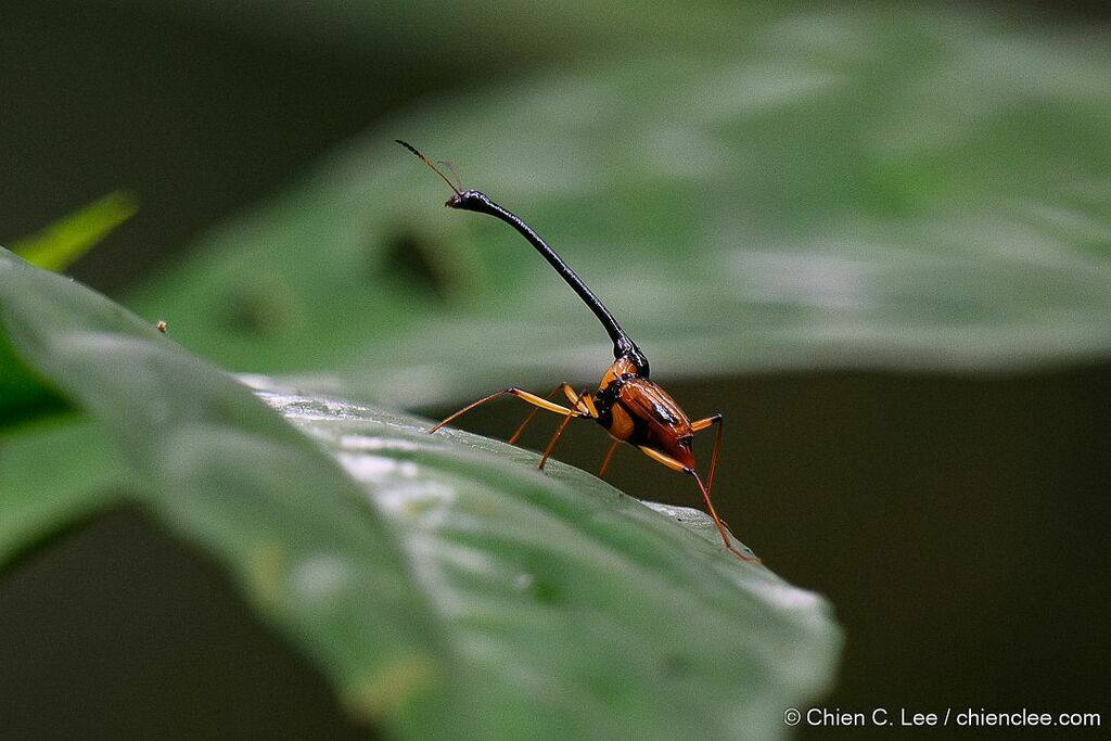 Long-necked Shining Fungus Beetle from Perak, Malaysia on May 7, 2024 ...