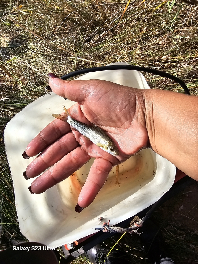 Large-scale Yellowfish from Pretoria Rural, South Africa on June 20 ...