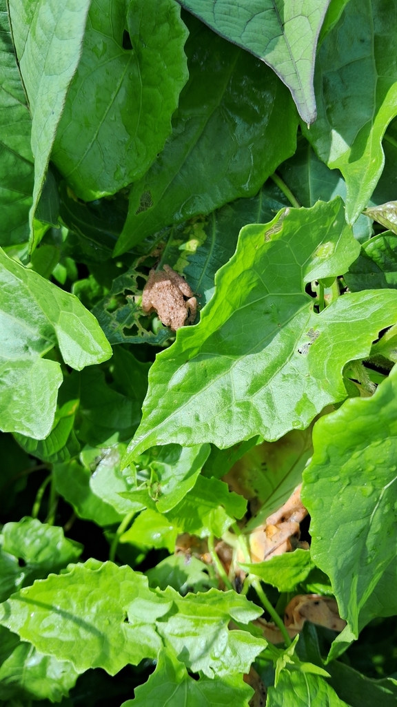 Shrub Frogs from Attidiya Bird Sanctuary on June 18, 2024 at 08:05 AM ...