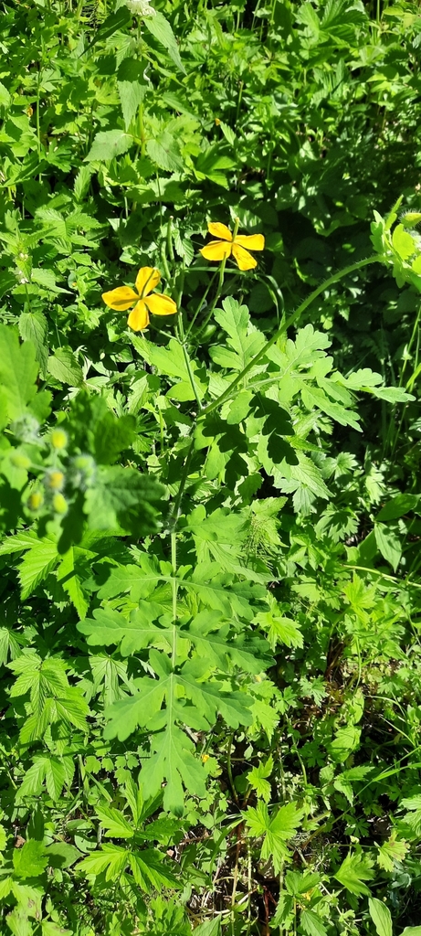 Greater celandine from Xongor, Darkhan-Uul, Mongolia on June 15, 2024 ...