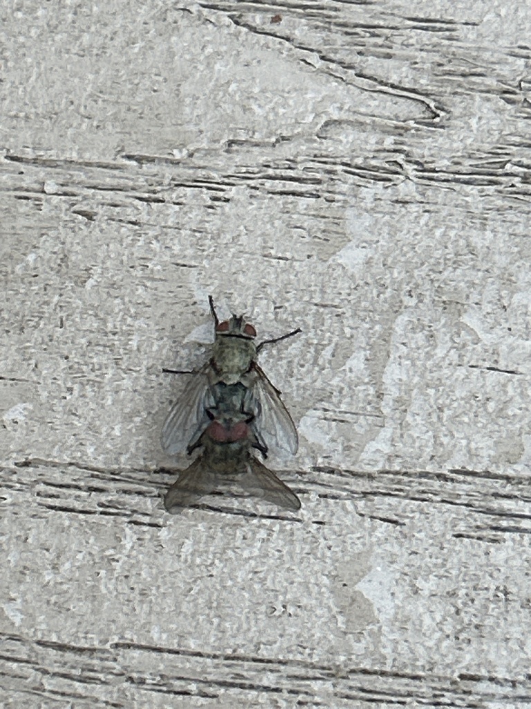 Bot Flies, Blow Flies, and Allies from Thornbrook Rd, Ellicott City, MD ...