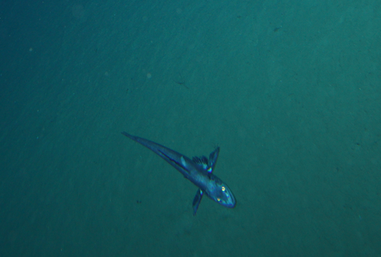 Deepsea Lizardfish on June 14, 2024 at 03:44 PM by pb8218. Imagery ...