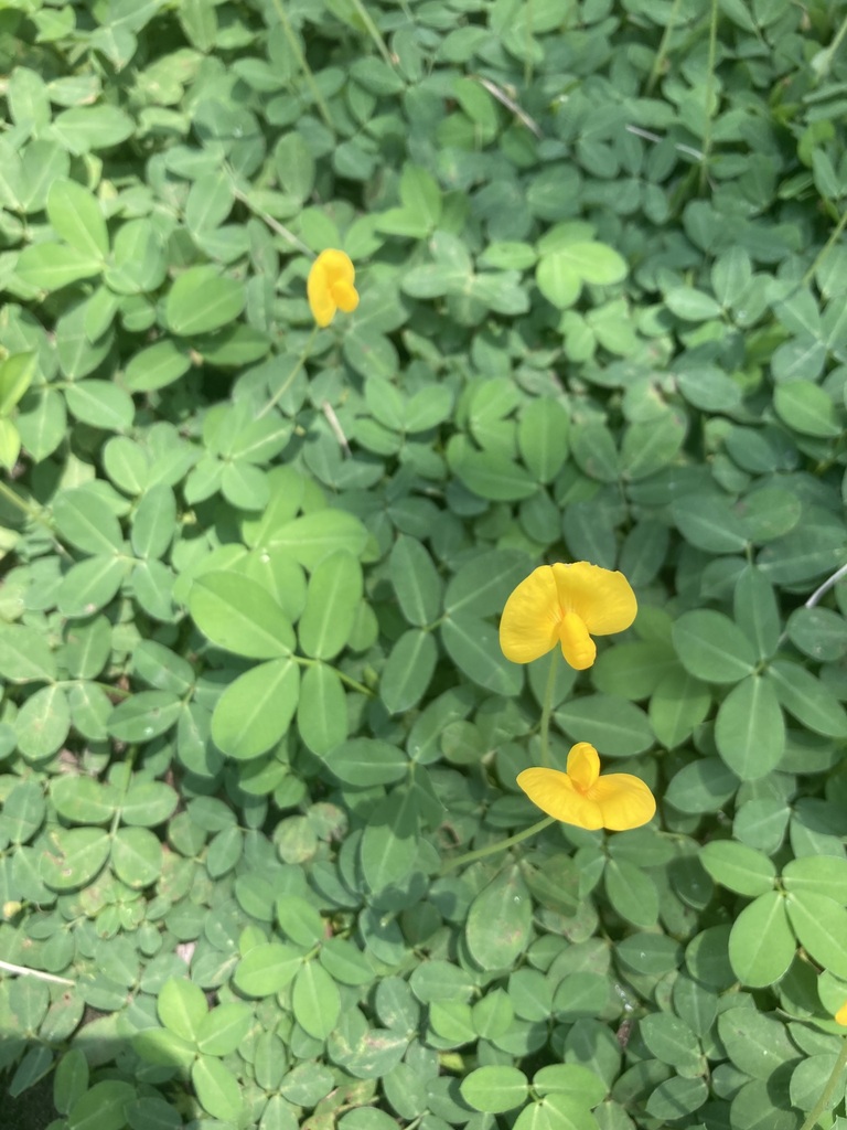 pinto peanut from Limón Province, Parismina, Costa Rica on April 29 ...