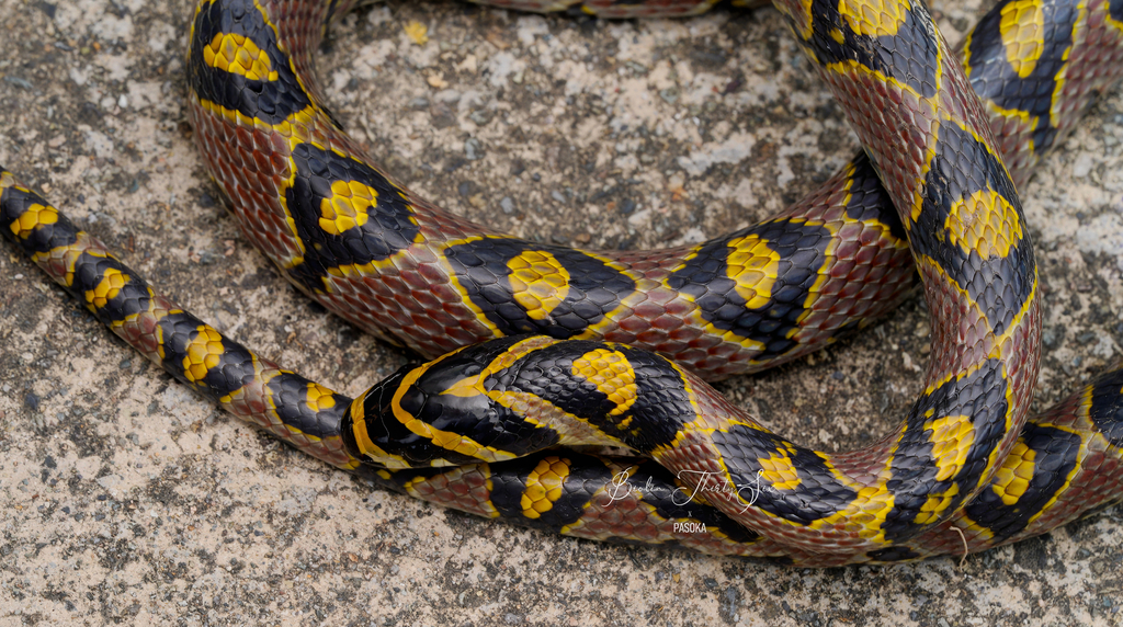 Mandarin Ratsnake from 中国浙江省杭州市临安区 on June 9, 2024 at 10:01 AM by ...