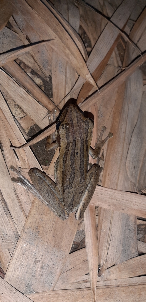 Common Southeast Asian Tree Frog from Bololmala, Tupi, South Cotabato ...