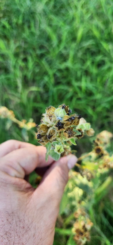 flannel weed from North Aramara QLD 4620, Australia on June 20, 2024 at ...