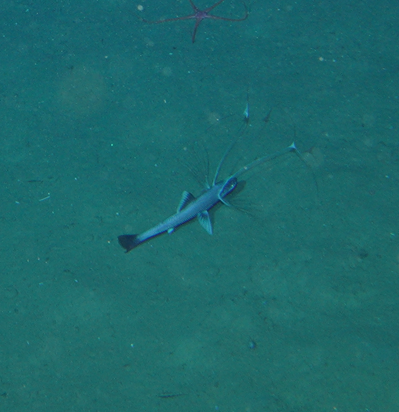 Abyssal Spiderfish