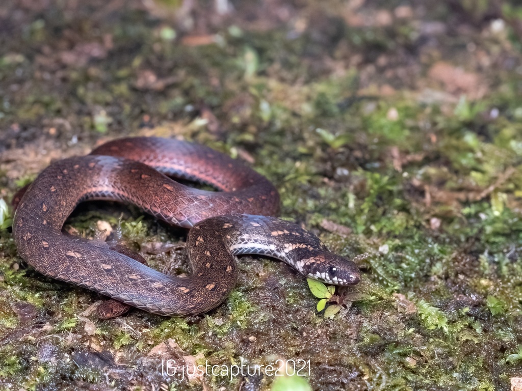 Chan-ard Mountain Reed Snake from Bukit Fraser, Bukit Fraser, Selangor ...