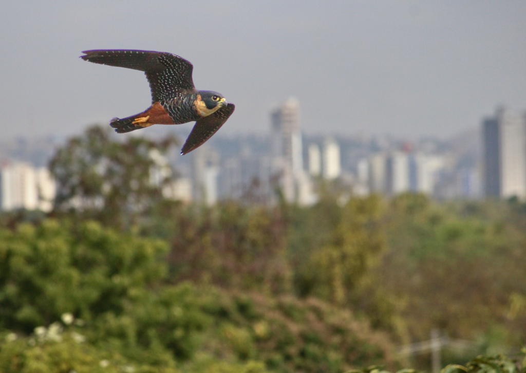 Bat Falcon from Santos Dumont I, Gov. Valadares - MG, Brasil on June 20 ...
