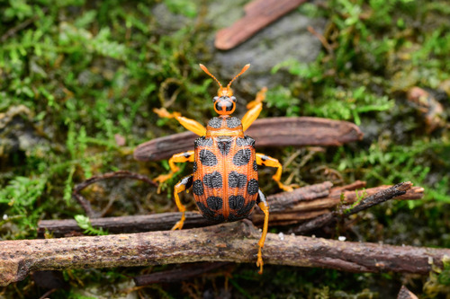 Agomadaranus melanostictus · iNaturalist