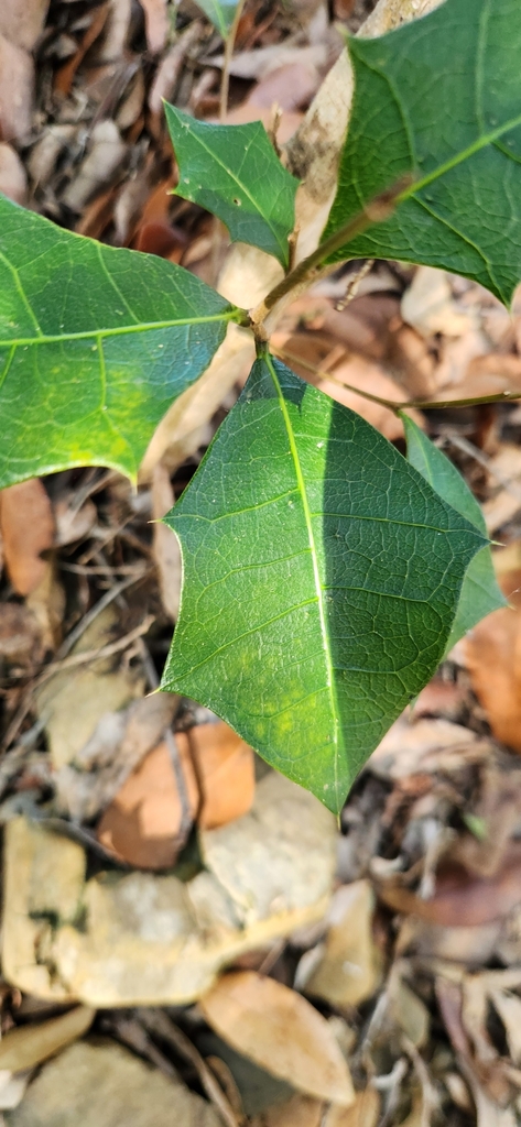 Native Holly from North Aramara QLD 4620, Australia on June 20, 2024 at ...