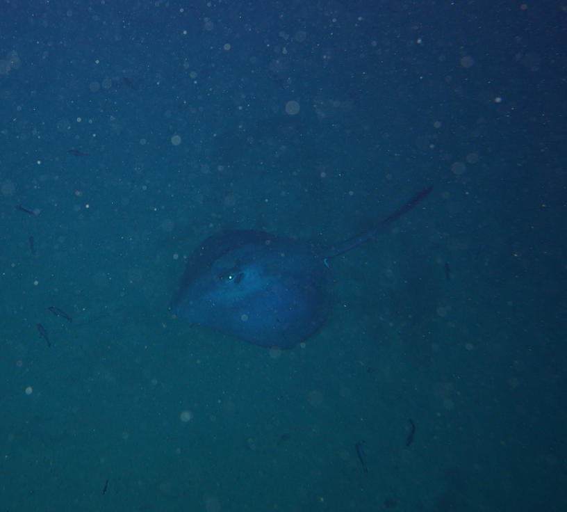 Giant Stingaree on June 17, 2024 at 12:25 PM by Phoebe Peng. Imagery ...