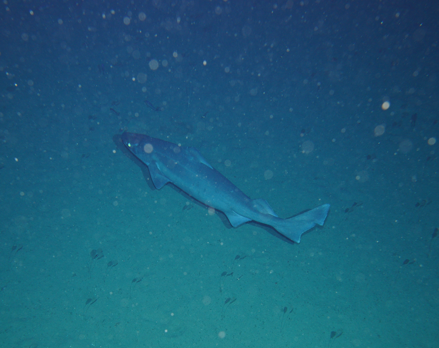 Tubarao Gulper Leafscale