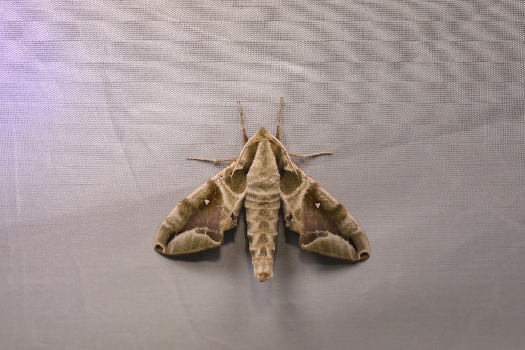 Parum colligata from 中国北京市海淀区西山 on June 15, 2024 at 09:42 PM by 寒月米狼 ...