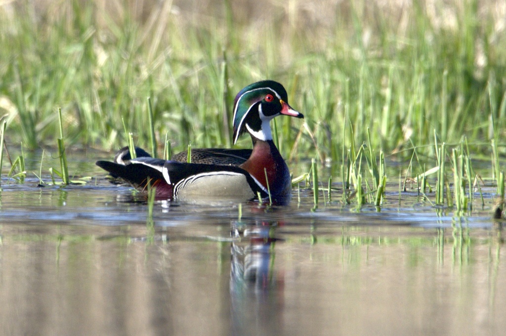 Wood Duck from Horicon National Wildlife Refuge, Waupun, WI, US on June ...