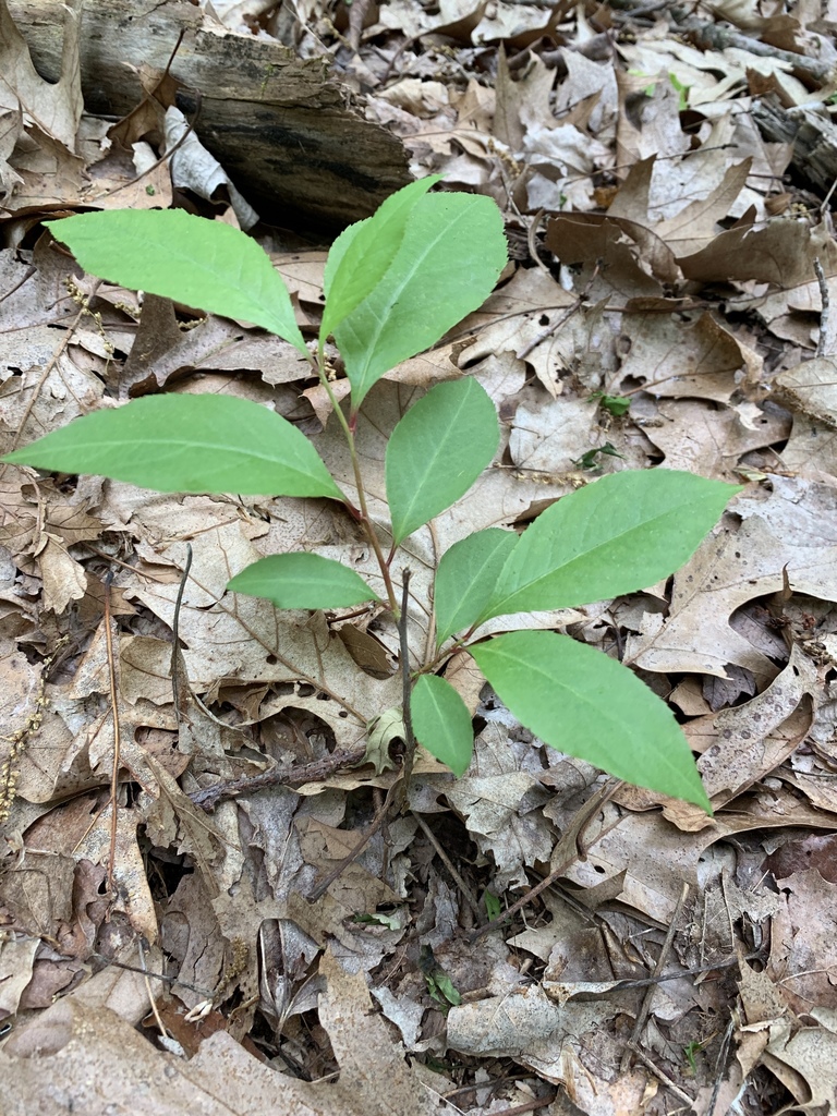 black cherry from 170 Davis Rd, Storrs Mansfield, CT, US on May 23, 2019 at 10:16 AM by Alex ...