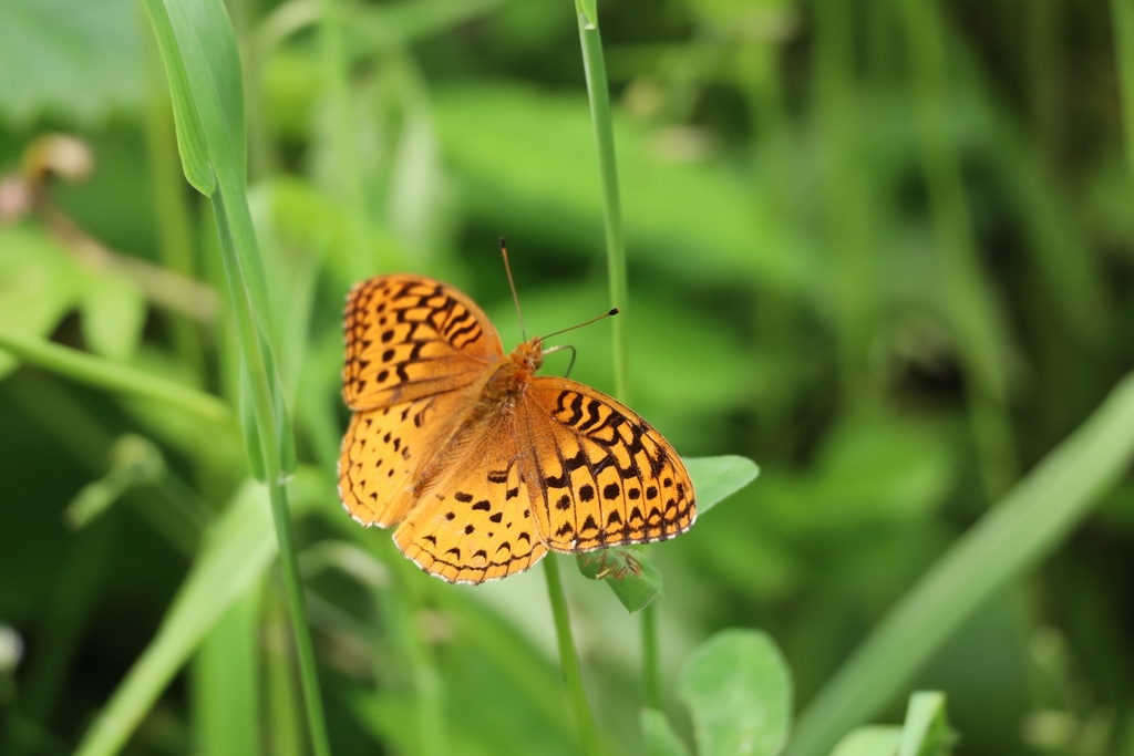 Great Spangled Fritillary from Rochester, MN, USA on June 19, 2024 at ...