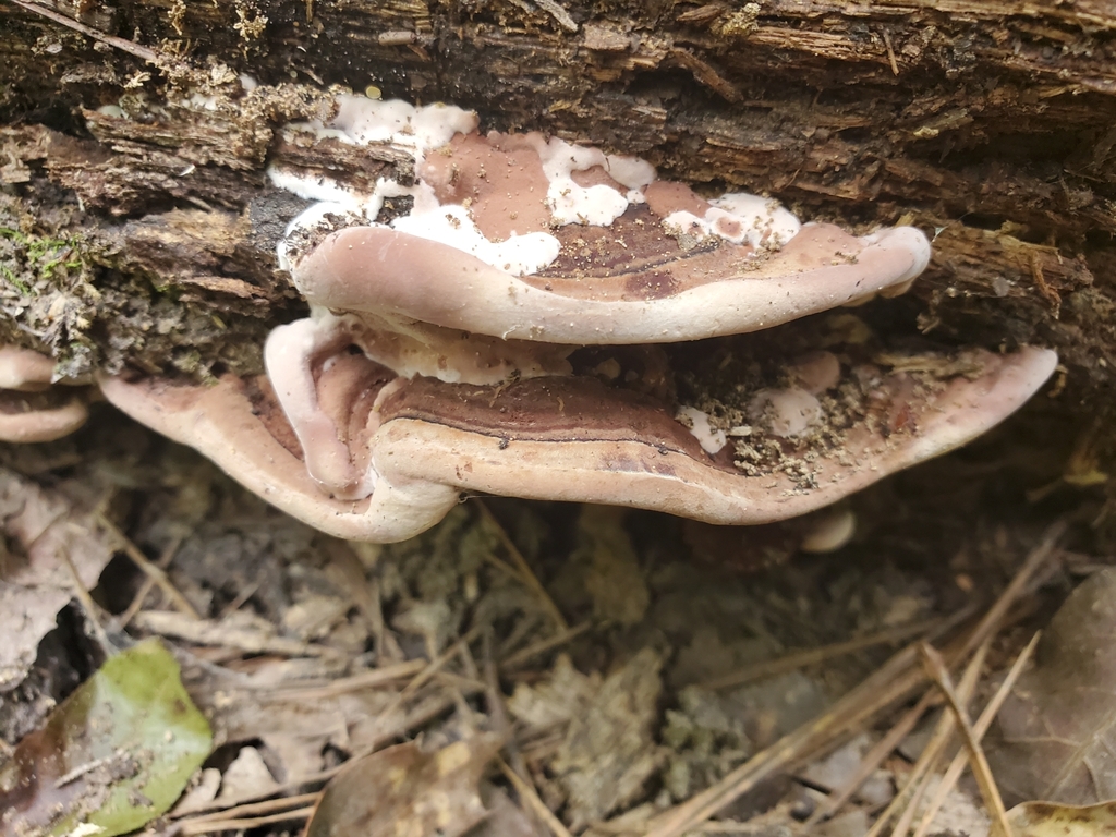 Nigroporus vinosus from Lisa Drive on June 20, 2024 at 11:32 AM by ...
