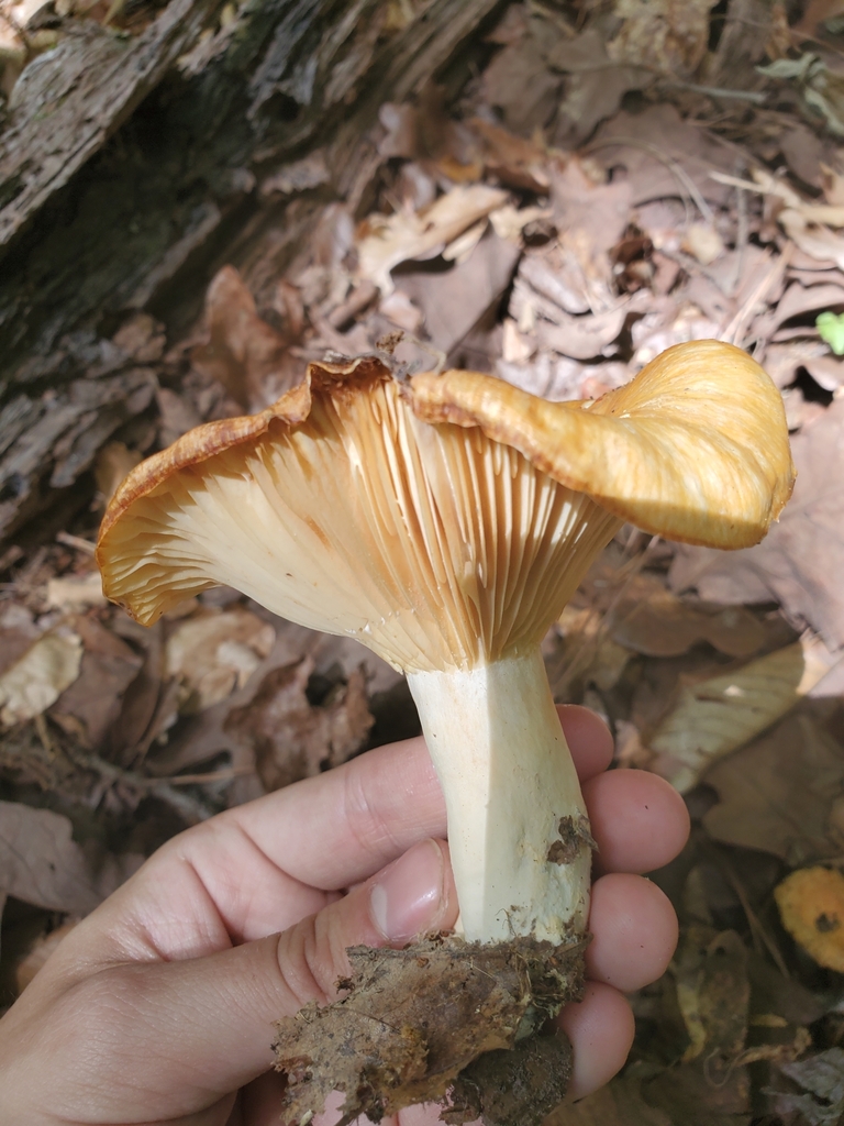 Milkcaps, Brittlegills and Allies from Lake View, AL 35111, USA on June ...