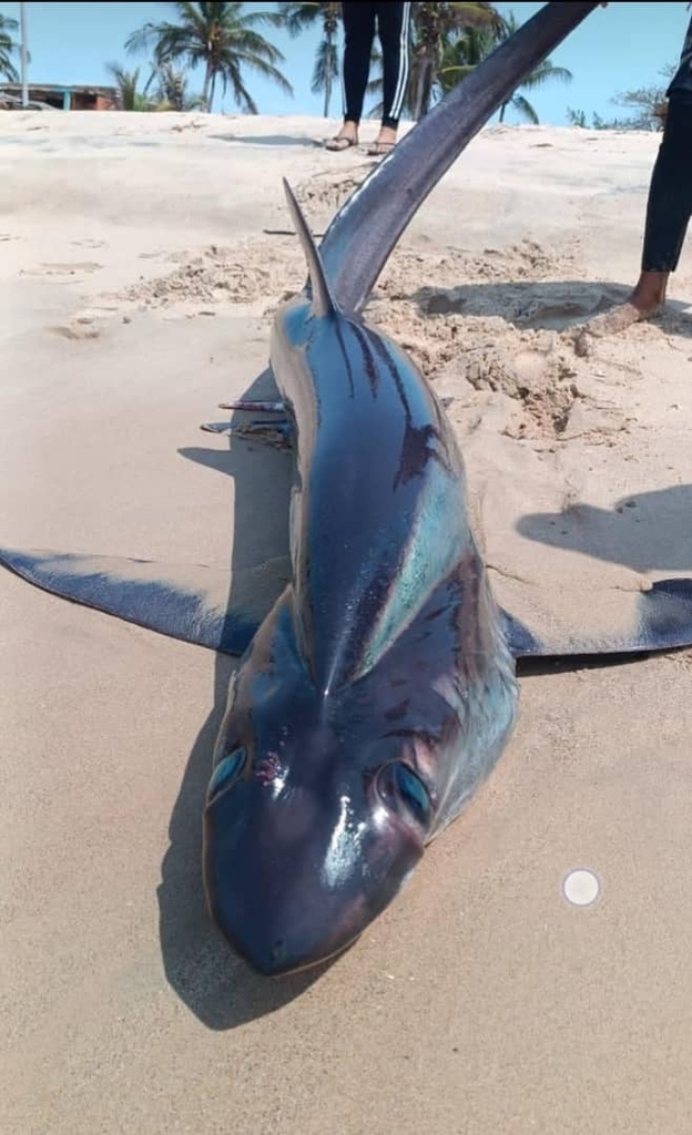 Bigeye Thresher Shark in May 2024 by Gilberto R. Borges G. Varamiento ...