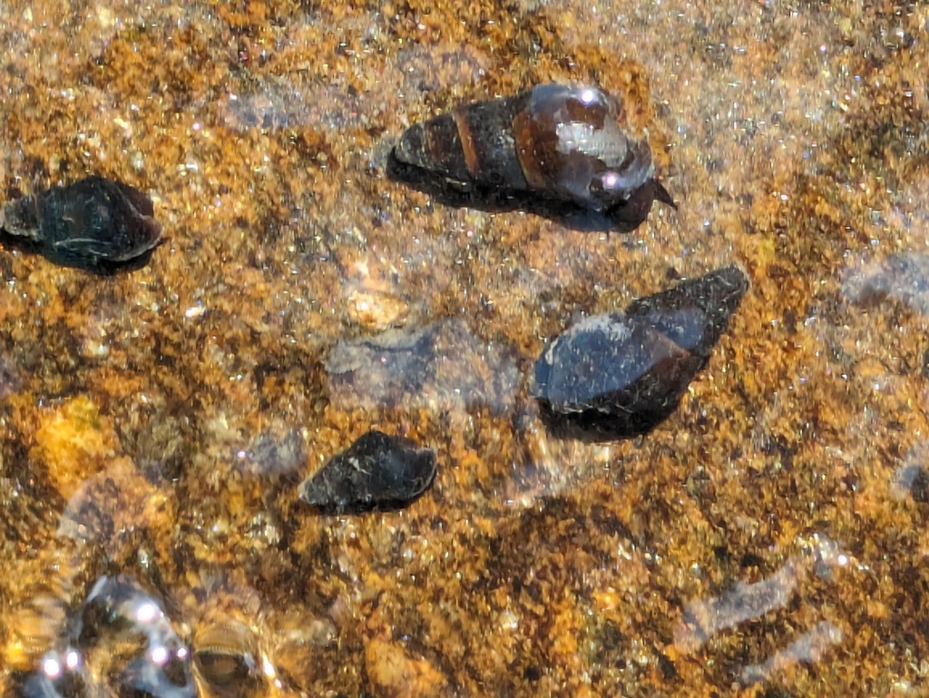 Gastropods from Old Fort, NC 28762, USA on June 20, 2024 at 03:14 PM by ...