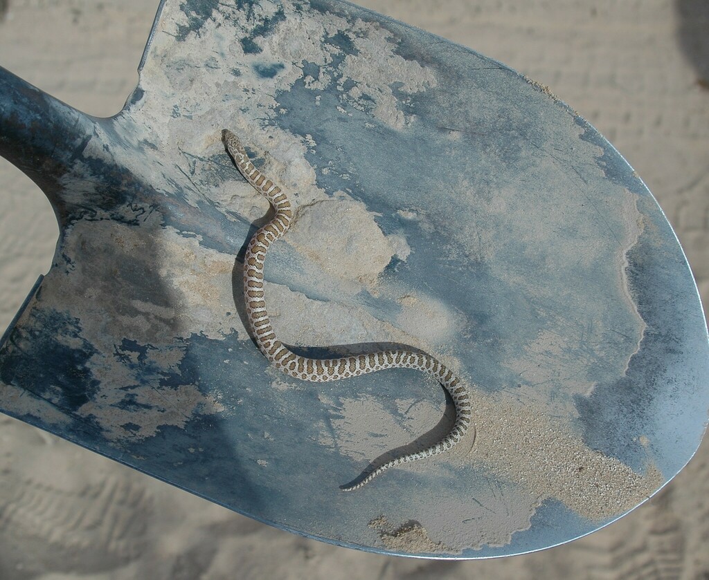 Glossy Snake from Black Arroyo Dam, Albuquerque, NM 87114, USA on March ...