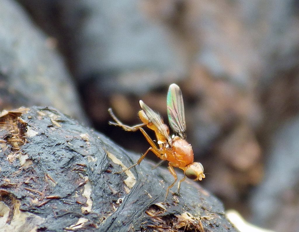 Australosepsis niveipennis from Great Western VIC 3374, Australia on ...