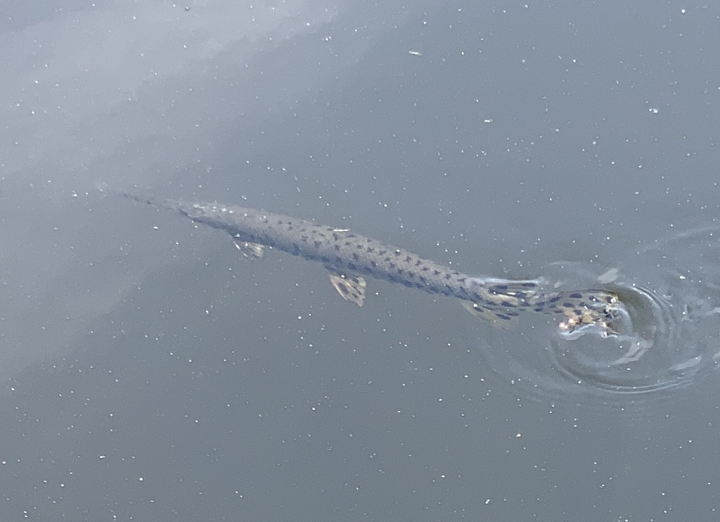 Longnose Gar from Lake Erie, PA, US on June 20, 2024 at 12:54 PM by ...