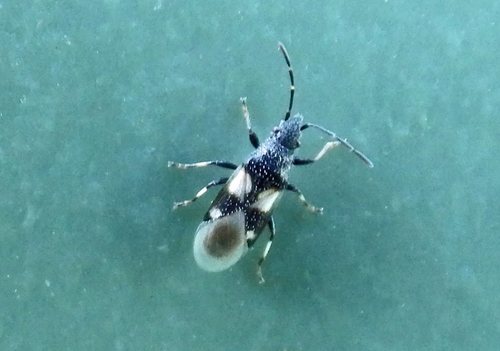 Coon Bug (Oxycarenus arctatus) · iNaturalist