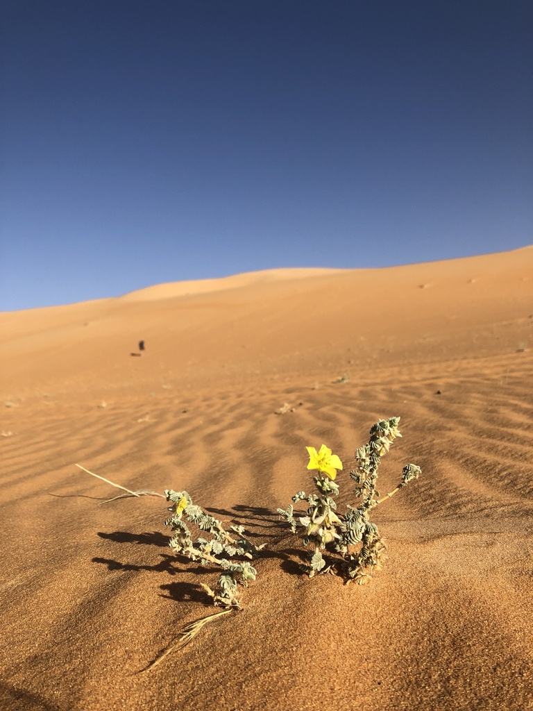 Arnebia hispidissima from Sharurah, Najran Region, SA on March 11, 2022 ...