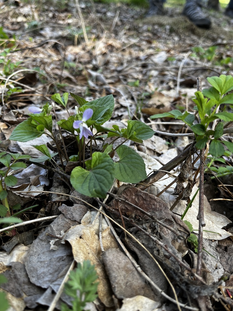 Broad-leaved Violet from 小鹿公園, 盛岡市, 岩手県, JP on April 20, 2024 at 10:20 ...