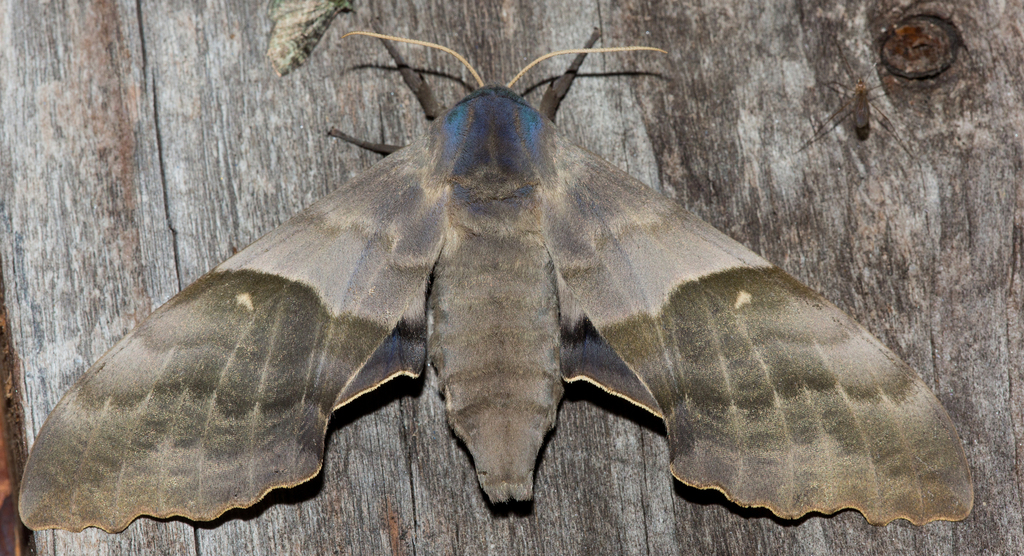 Modest Sphinx from Washington County, VT, USA on June 19, 2024 at 11:33 ...