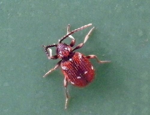 Ptinus exulans · iNaturalist