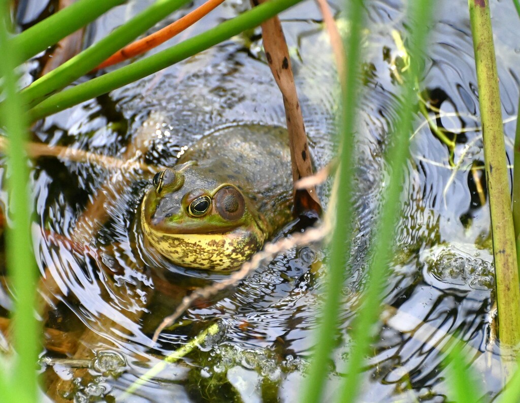 Pig Frog from Palm Beach County, FL, USA on June 16, 2024 at 05:05 PM ...