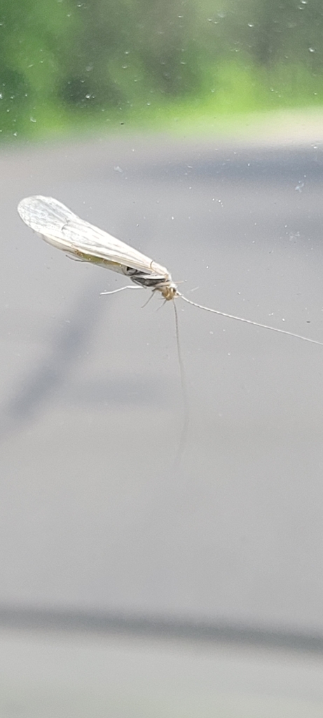 Oecetis ochracea from Lake Alice Township, MN, USA on June 19, 2024 at ...