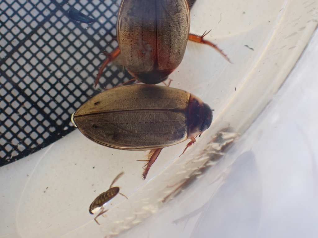 large-grooved diving beetle in June 2024 by King Chan · iNaturalist