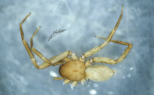 Cybaeodes marinae · iNaturalist