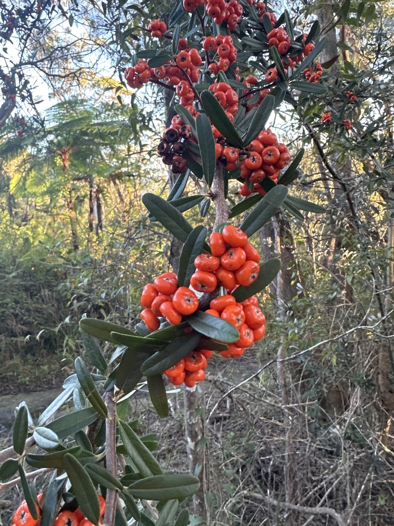 Narrowleaf Firethorn from Garigal National Park, Belrose, NSW, AU on ...