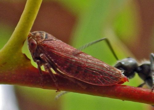 Genus Katipo · iNaturalist