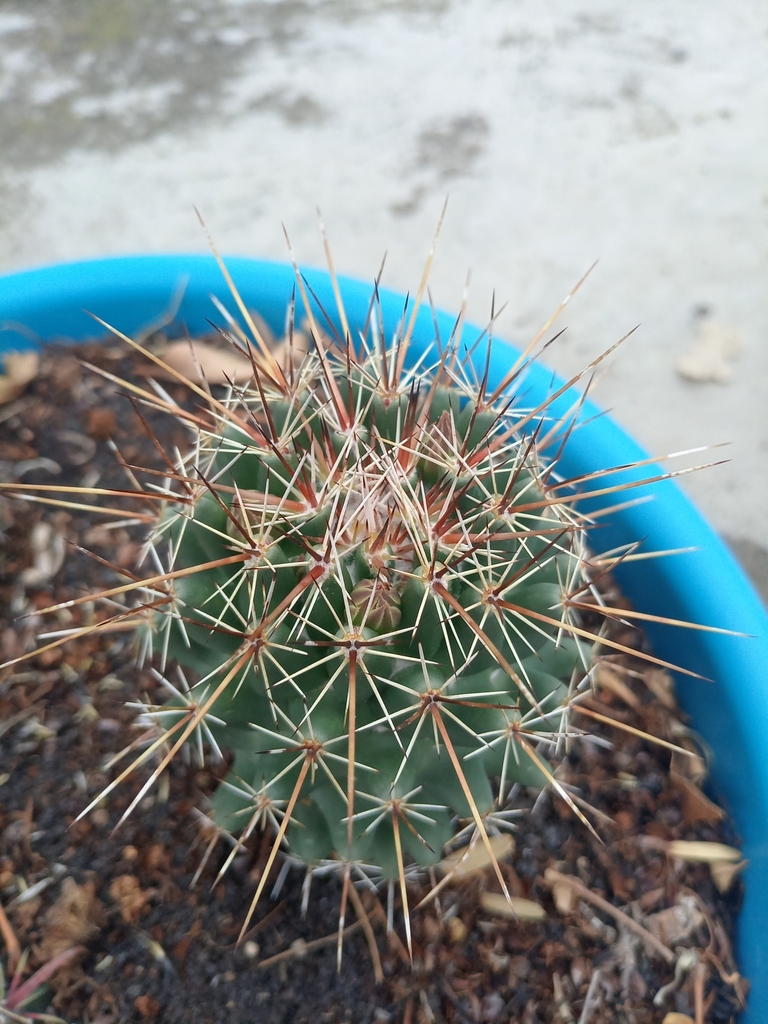 Coryphantha clavata from Manzana 003, 50340 Cerrito de Tixmadejé, Méx ...