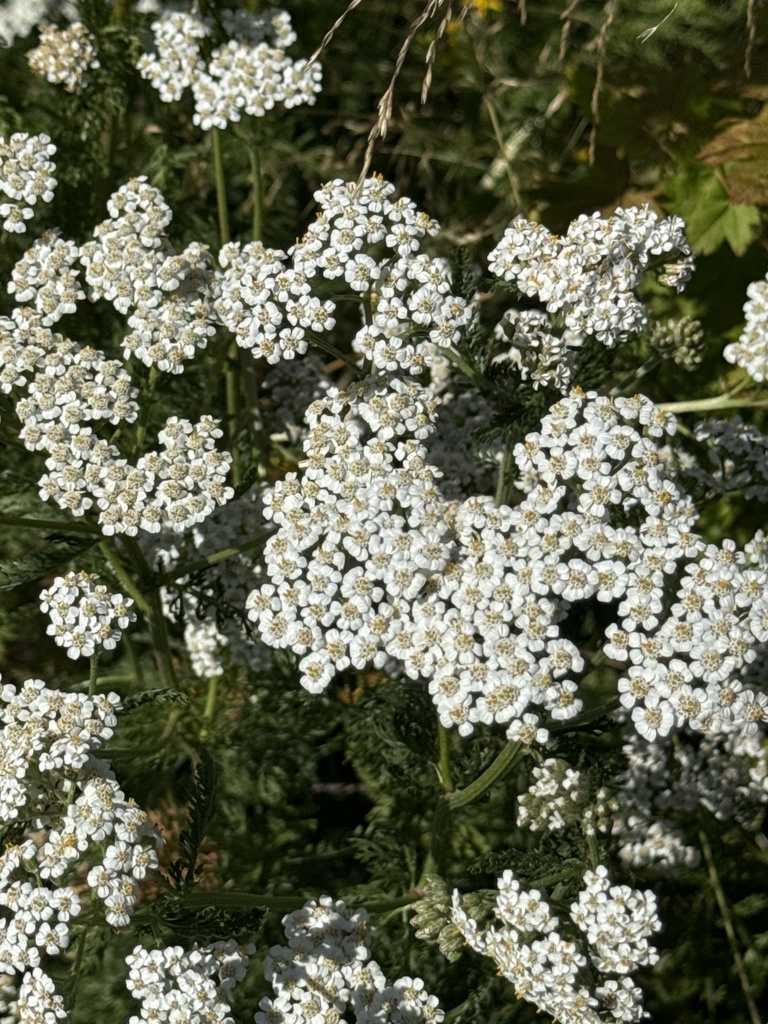 common yarrow from Vancouver, WA, USA on June 20, 2024 at 04:03 PM by ...